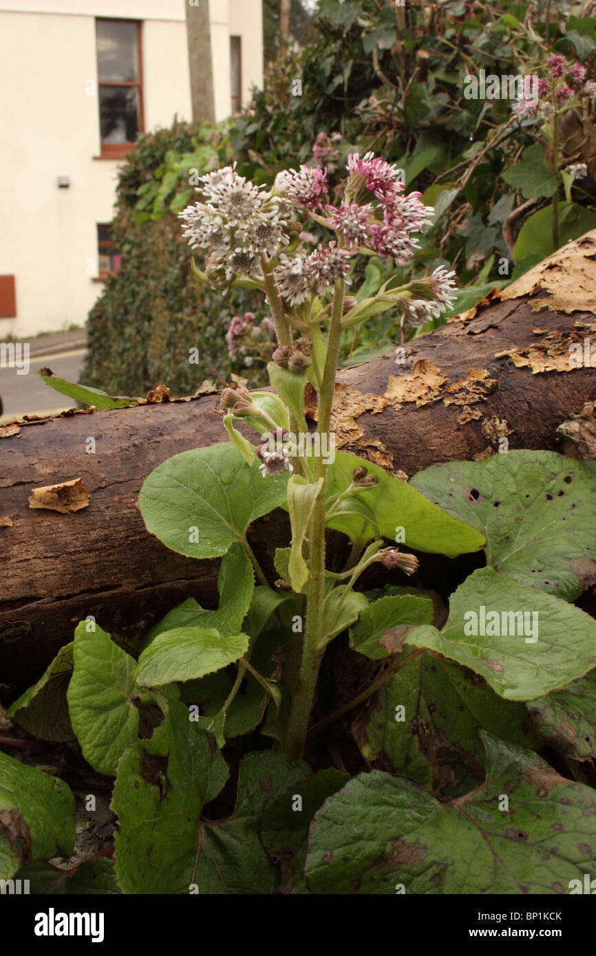 Winter heliotrope petasites fragrans asteraceae hi-res stock ...