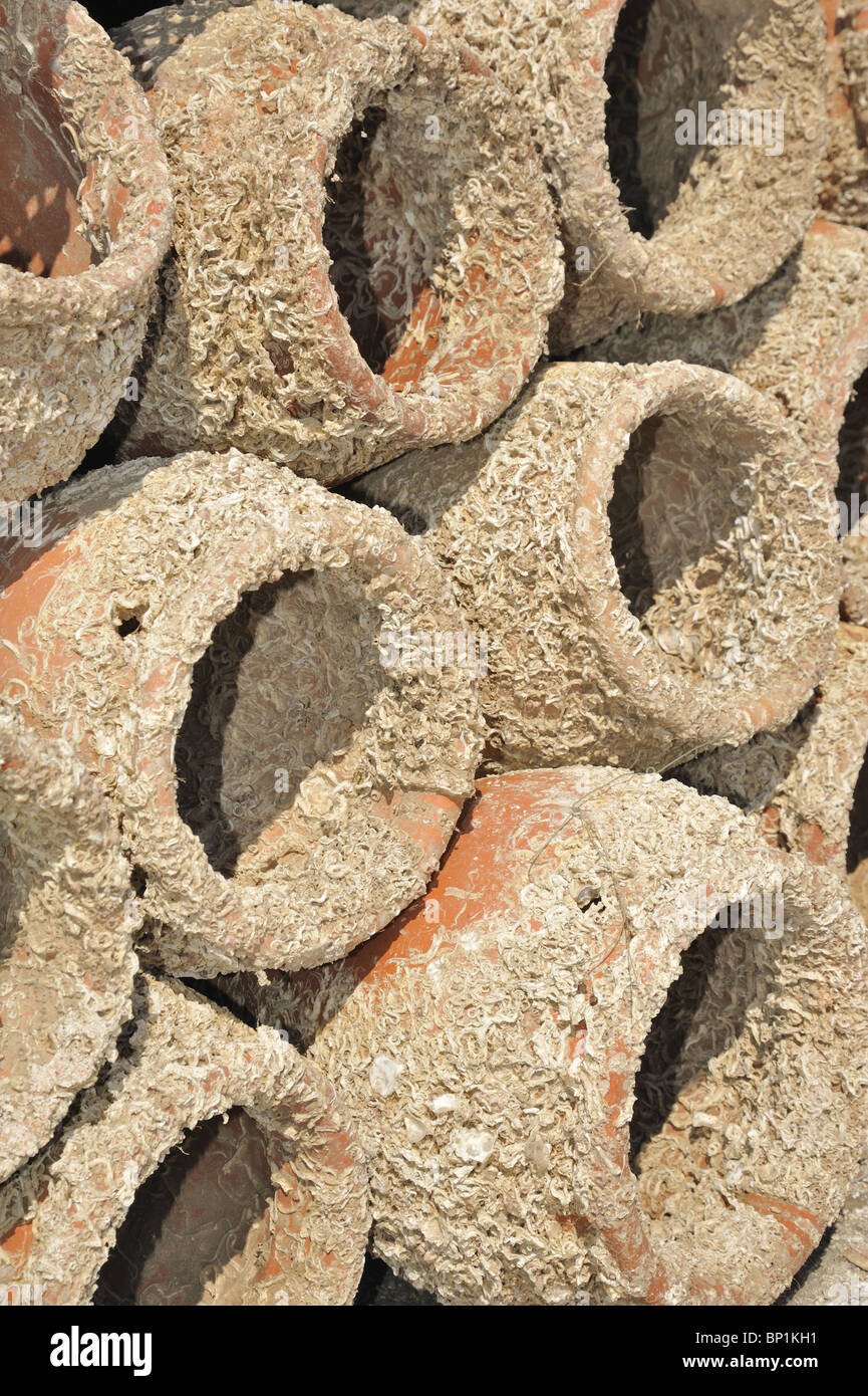 Spanish lobster hi-res stock photography and images - Alamy