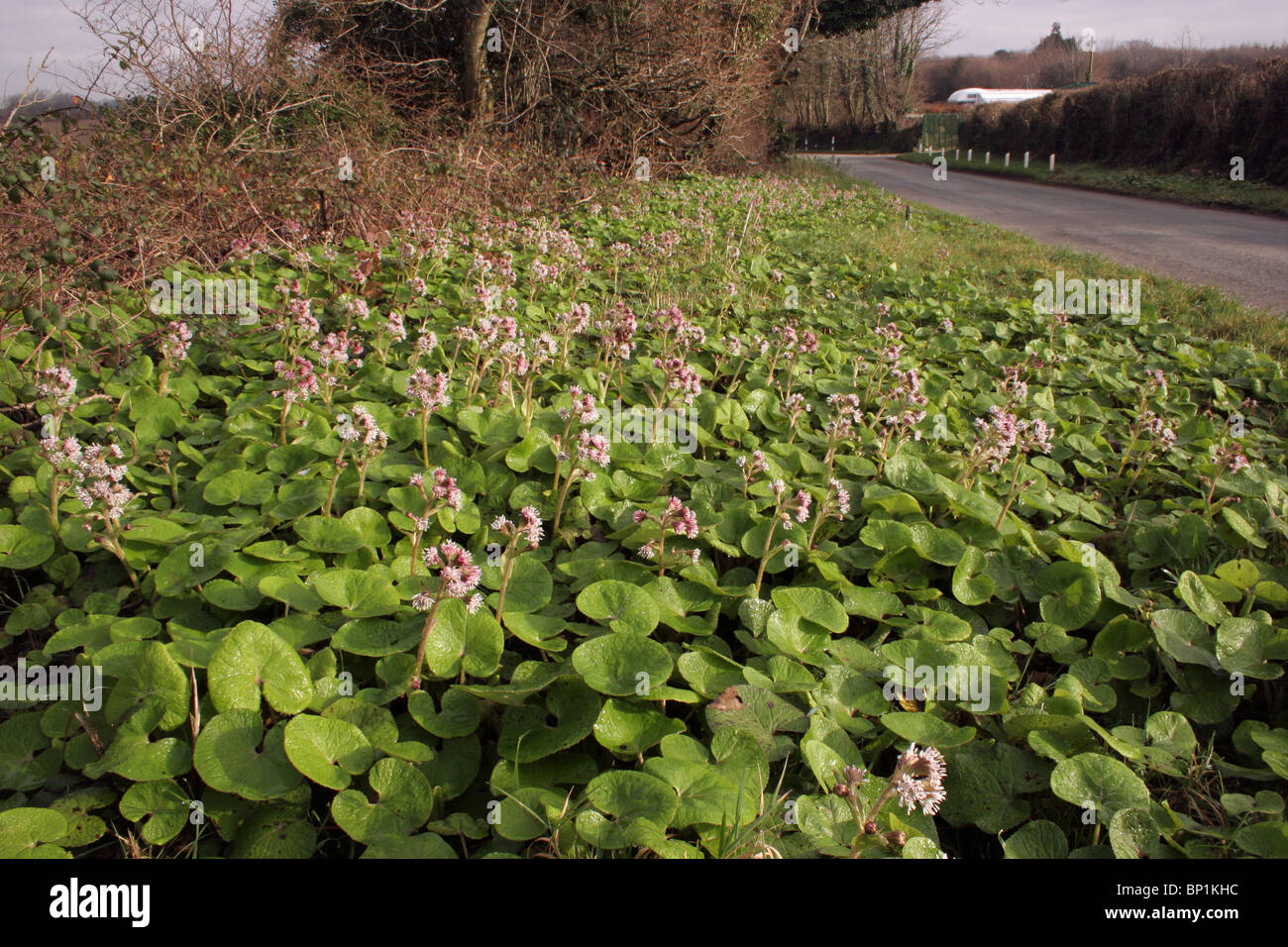 Winter heliotrope (Petasites fragrans : Asteraceae) naturalized on a ...