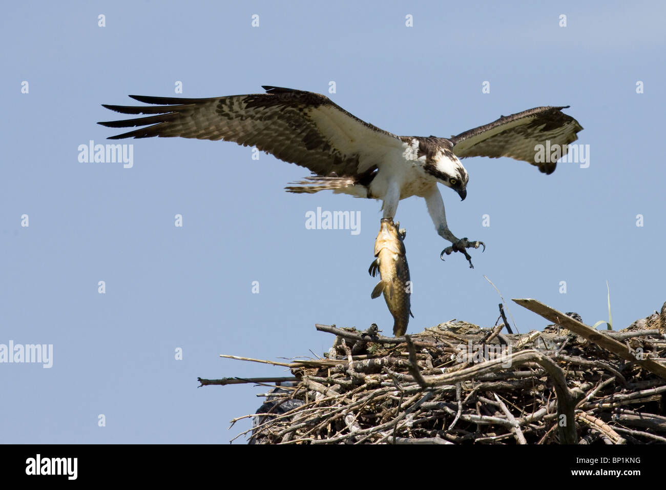 Adult osprey landing in nest hi-res stock photography and images - Alamy