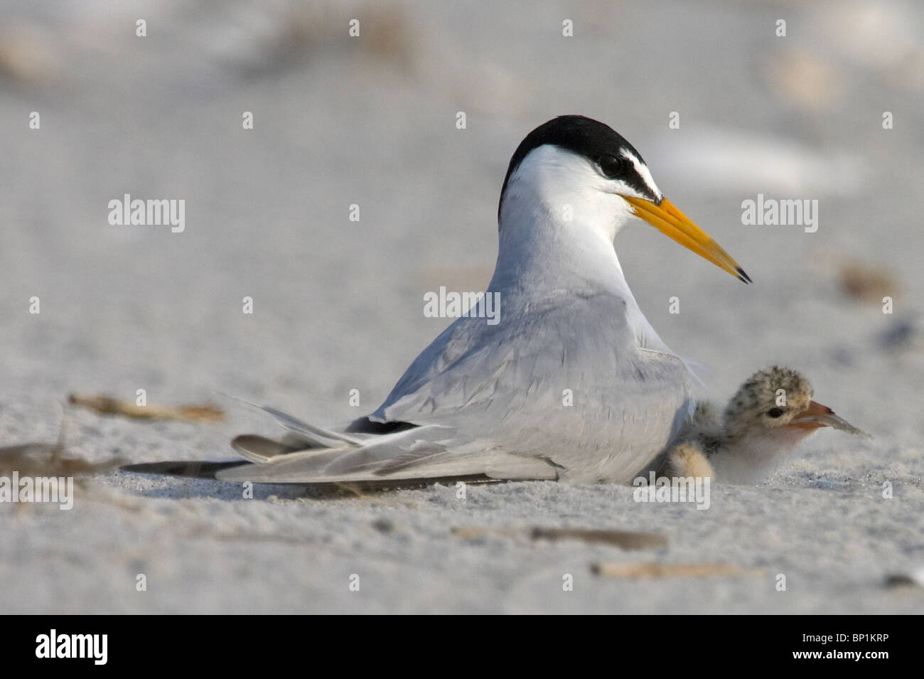 Chick eating hi-res stock photography and images - Alamy