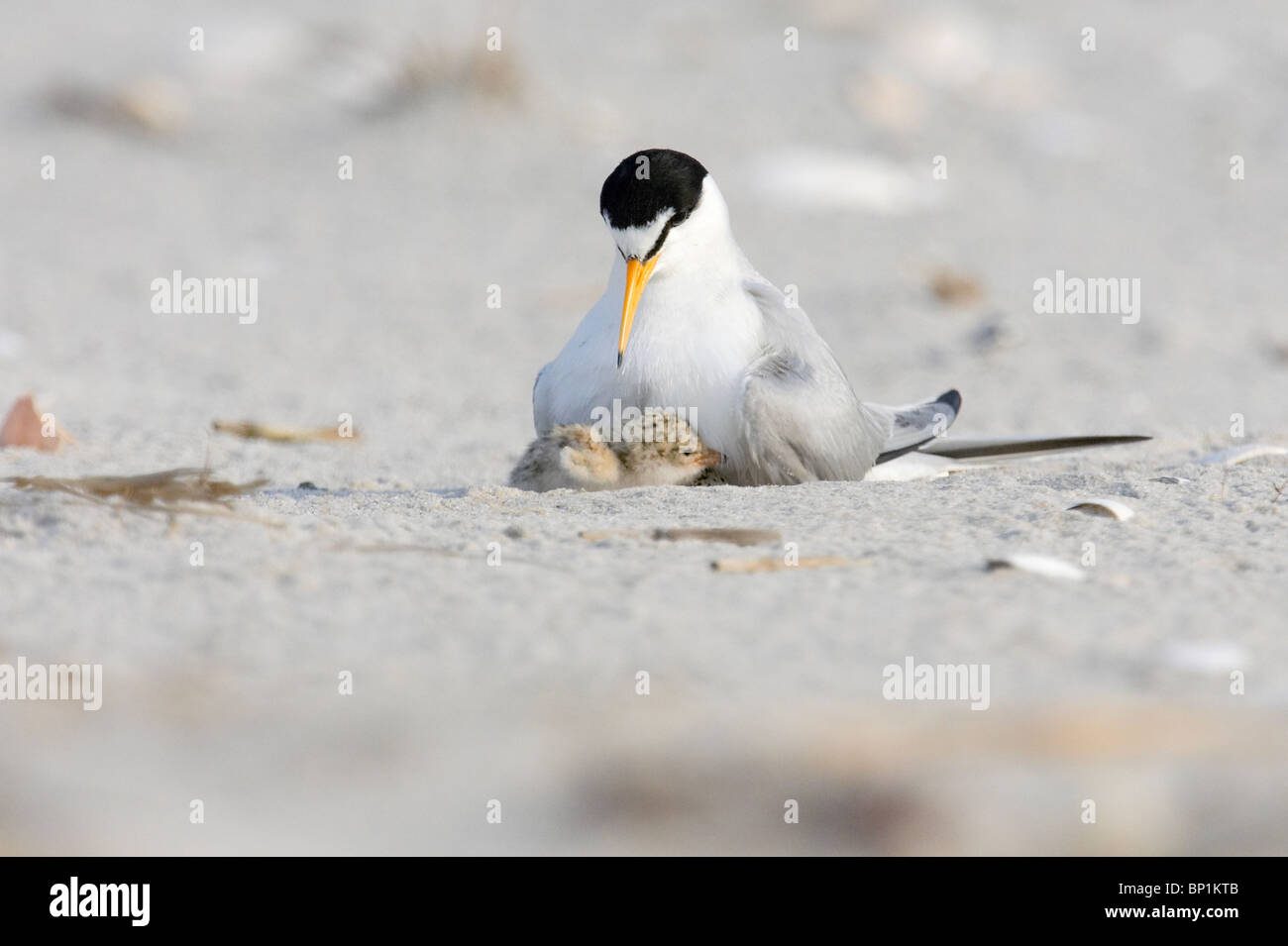 Adult Least Tern Brooding Two Chicks Stock Photo - Alamy