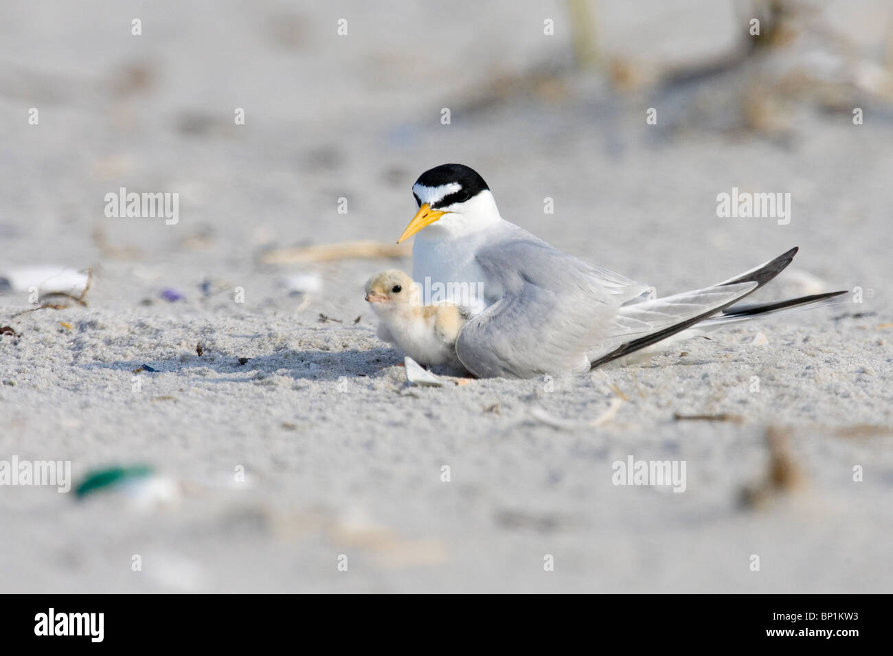 Adult Least Tern Brooding Chick Stock Photo - Alamy