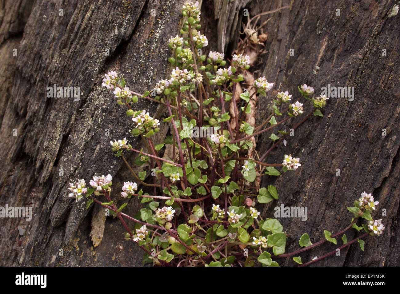 Early scurvy hi-res stock photography and images - Alamy