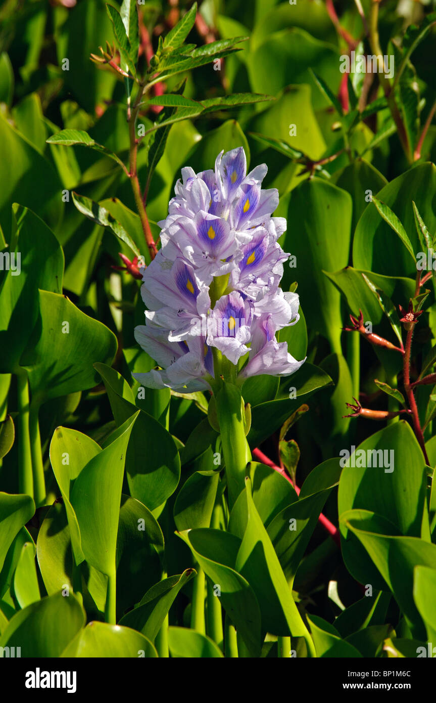 California water hyacinth hi-res stock photography and images - Alamy