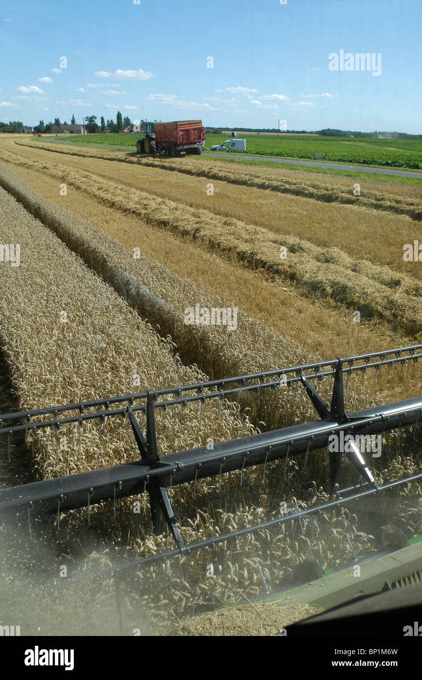 Harvest france wheat hi-res stock photography and images - Alamy