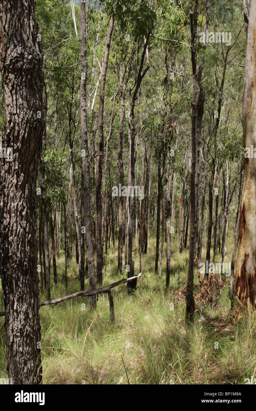 Forest in the Glass House Mountains, Queensland, Australia Stock Photo ...