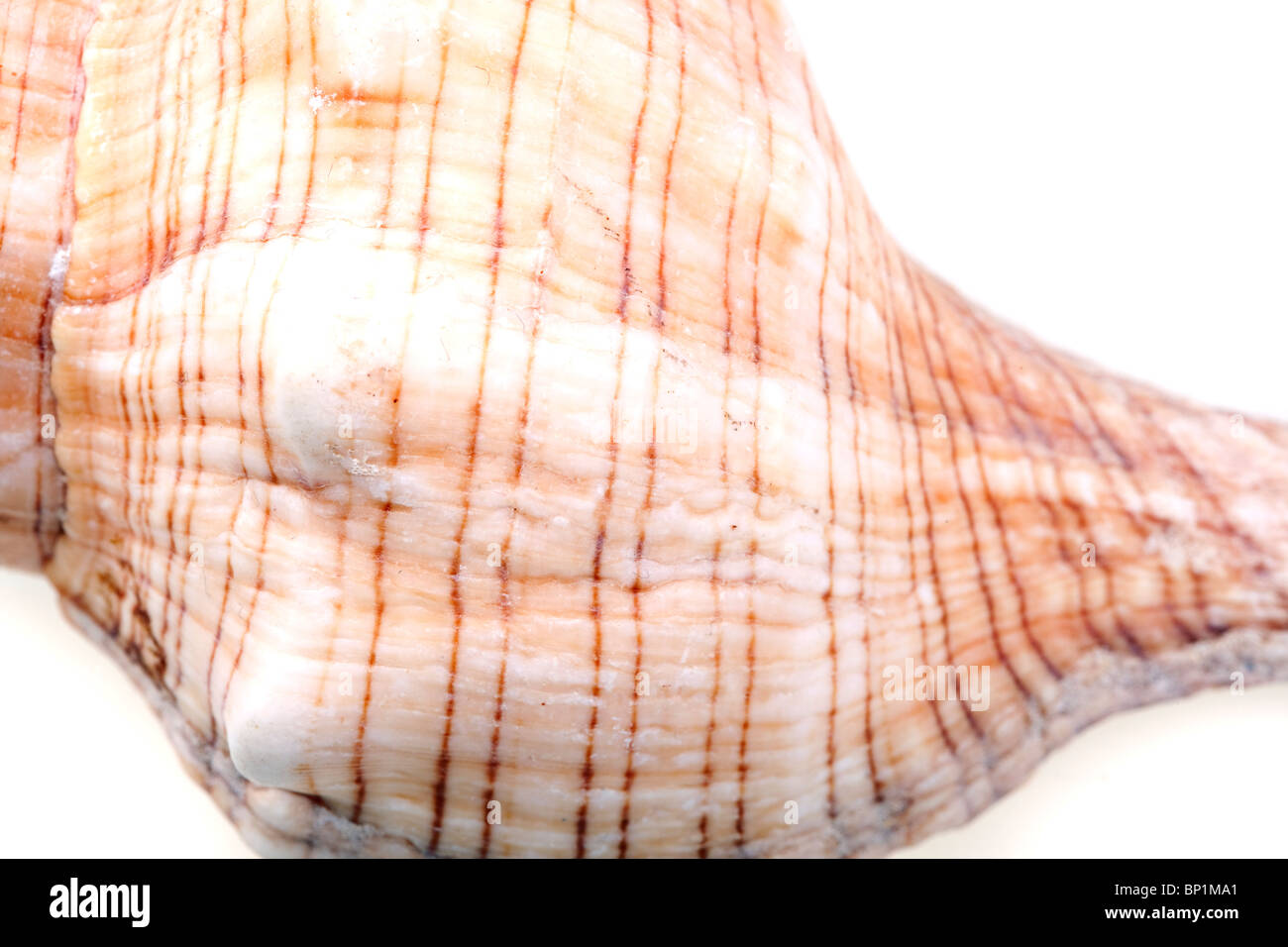 Sea shells isolated on white background Stock Photo - Alamy