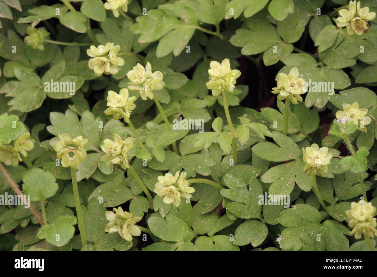 Moschatel (Adoxa moschatellina : Adoxaceae), UK Stock Photo - Alamy