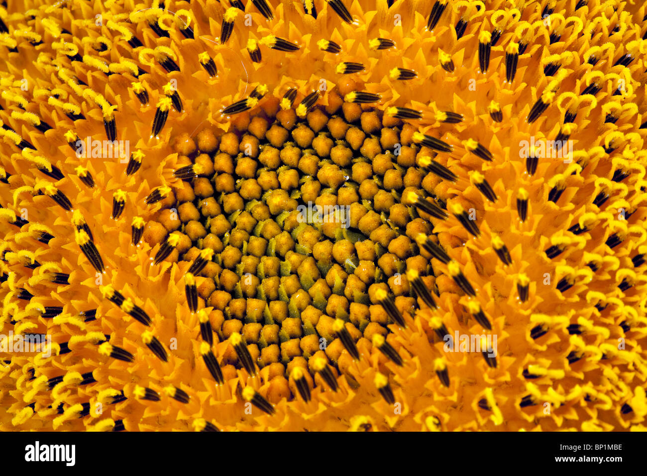 Macro of sunflower, detail of beautiful flower Stock Photo - Alamy