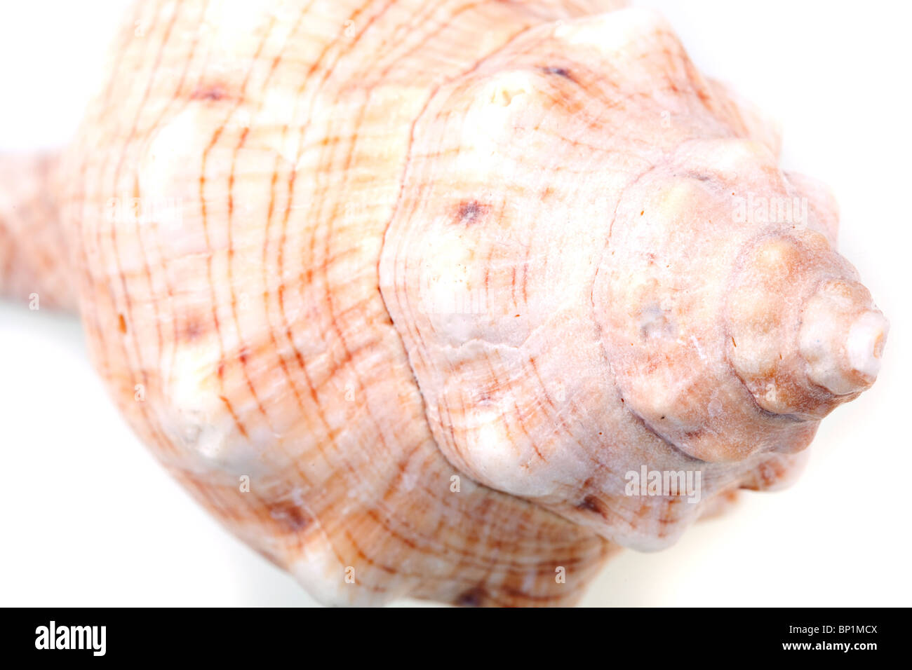 Sea shells isolated on white background Stock Photo - Alamy