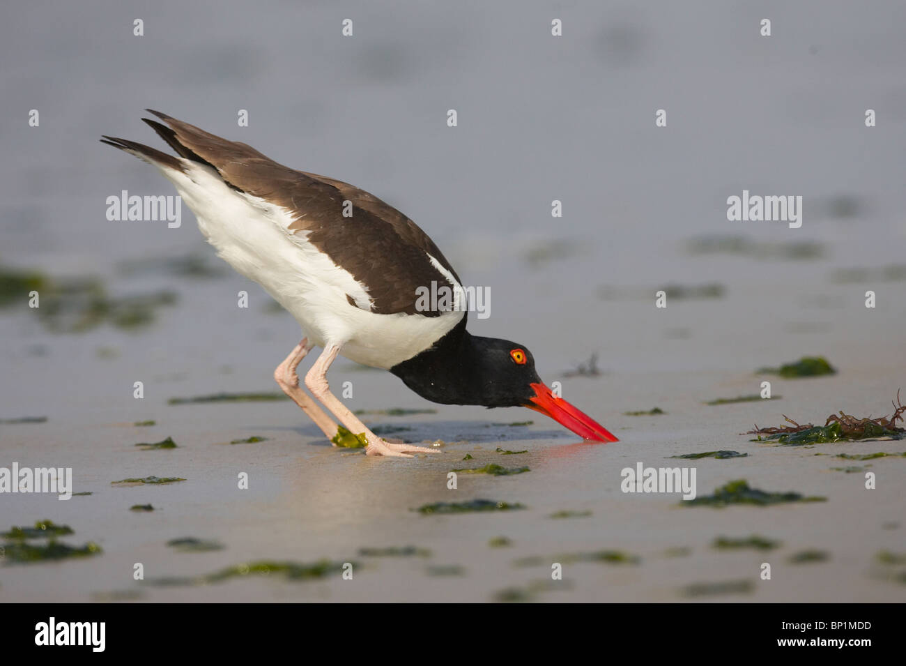American Oystercatcher Digging for Bivalves with its Long Red Beak ...