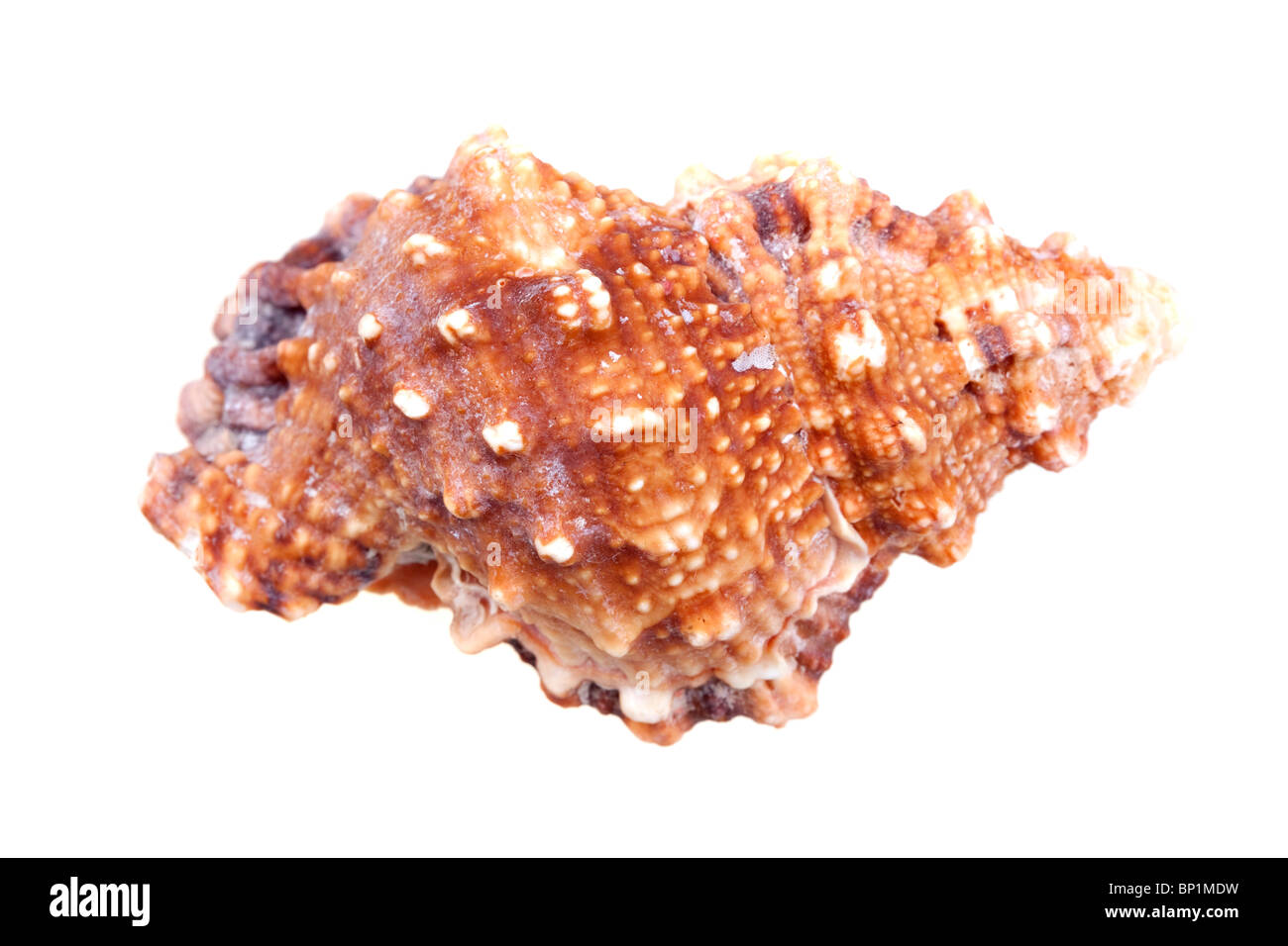 Single exotic seashell isolated Cut Out Stock Images & Pictures - Alamy