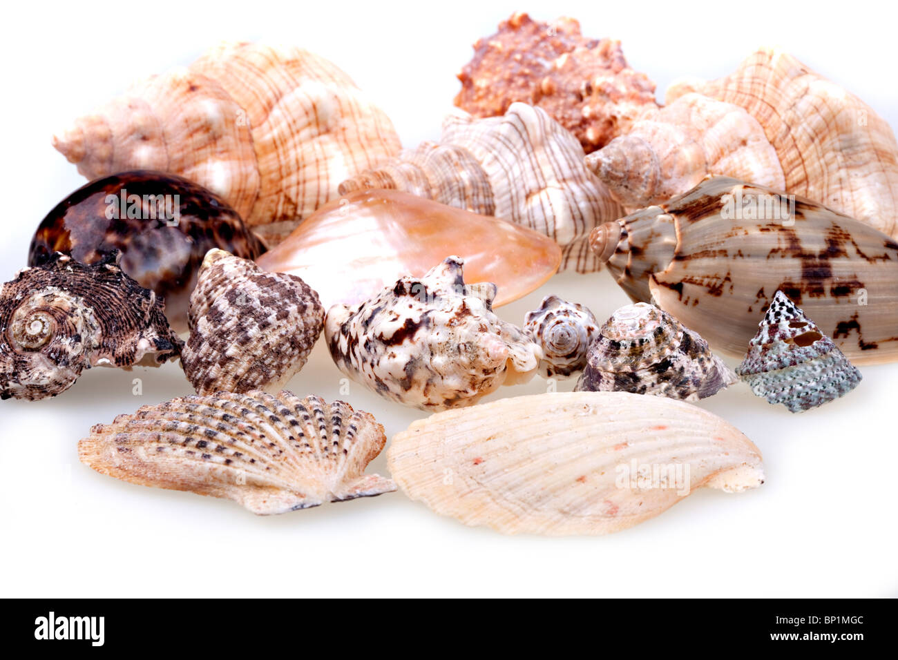 Seashells collection isolated on white Stock Photo - Alamy