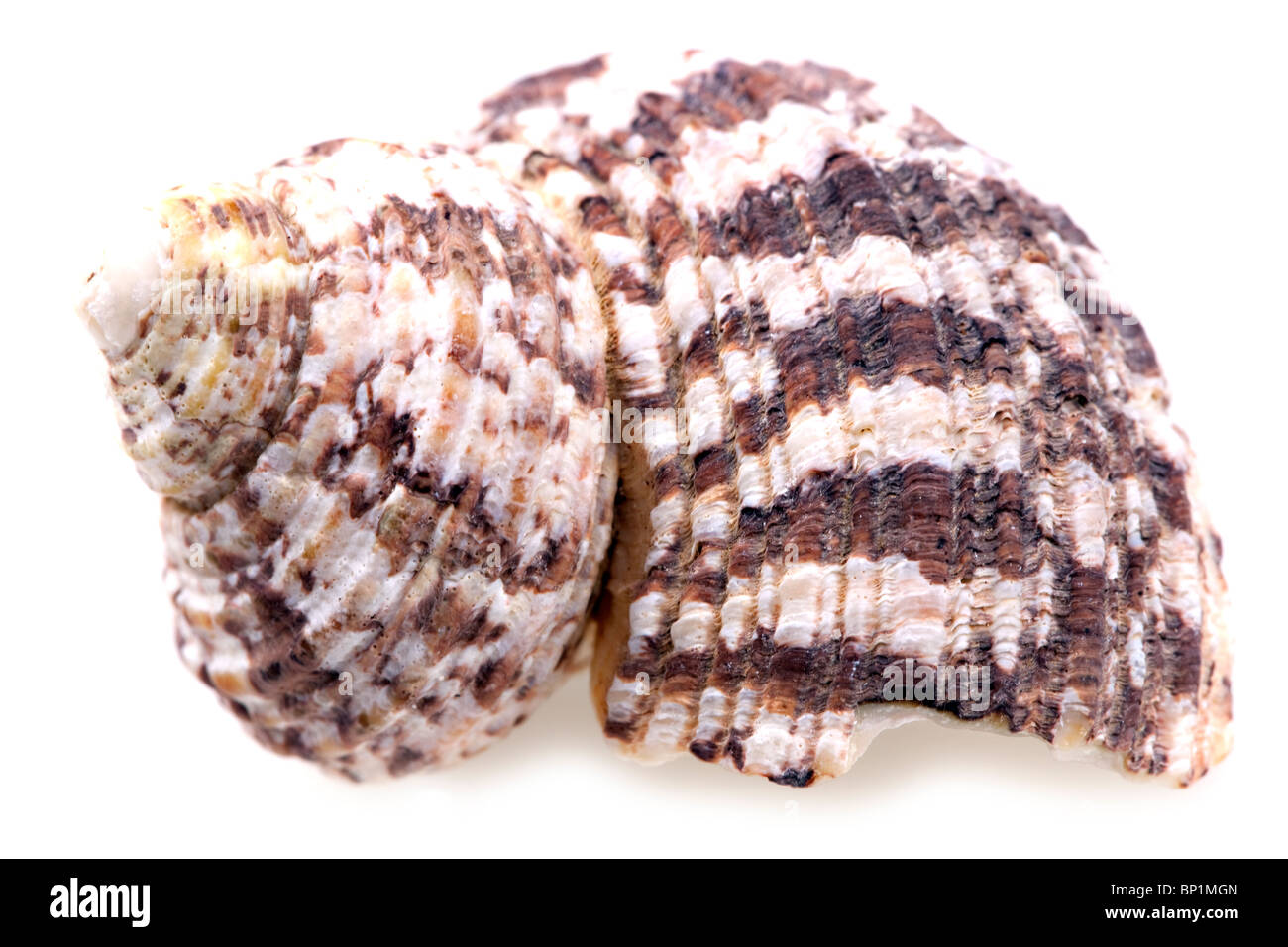 Sea shells isolated on white background Stock Photo - Alamy