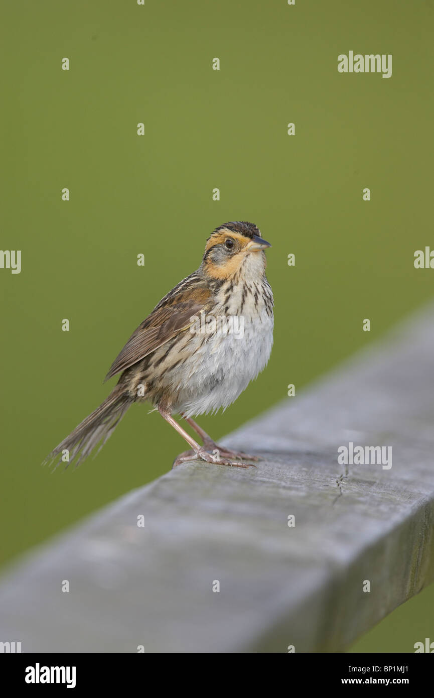 Saltmarsh Sparrow Perched on a Fence Rail Stock Photo - Alamy