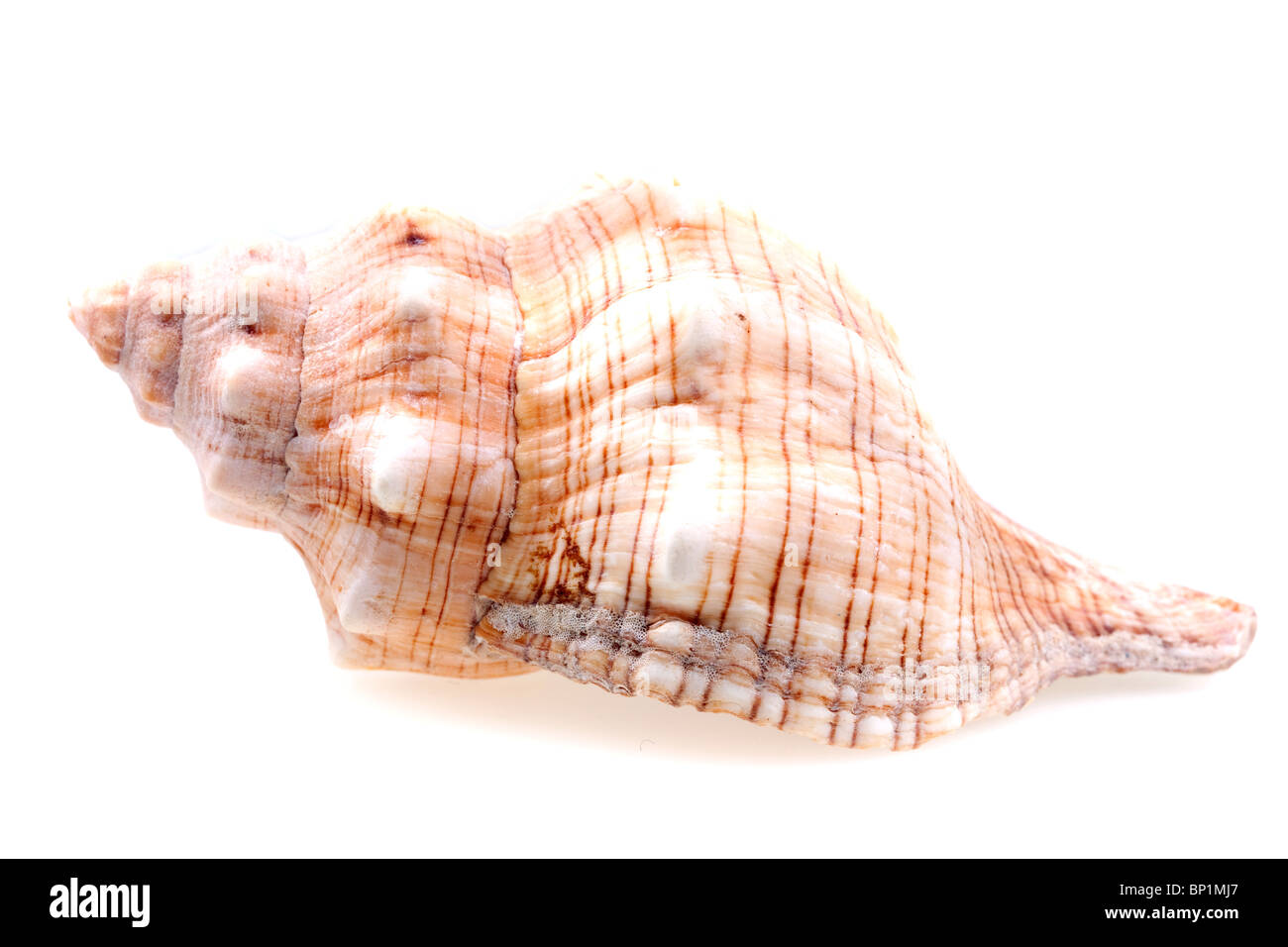 Sea shells isolated on white background Stock Photo - Alamy