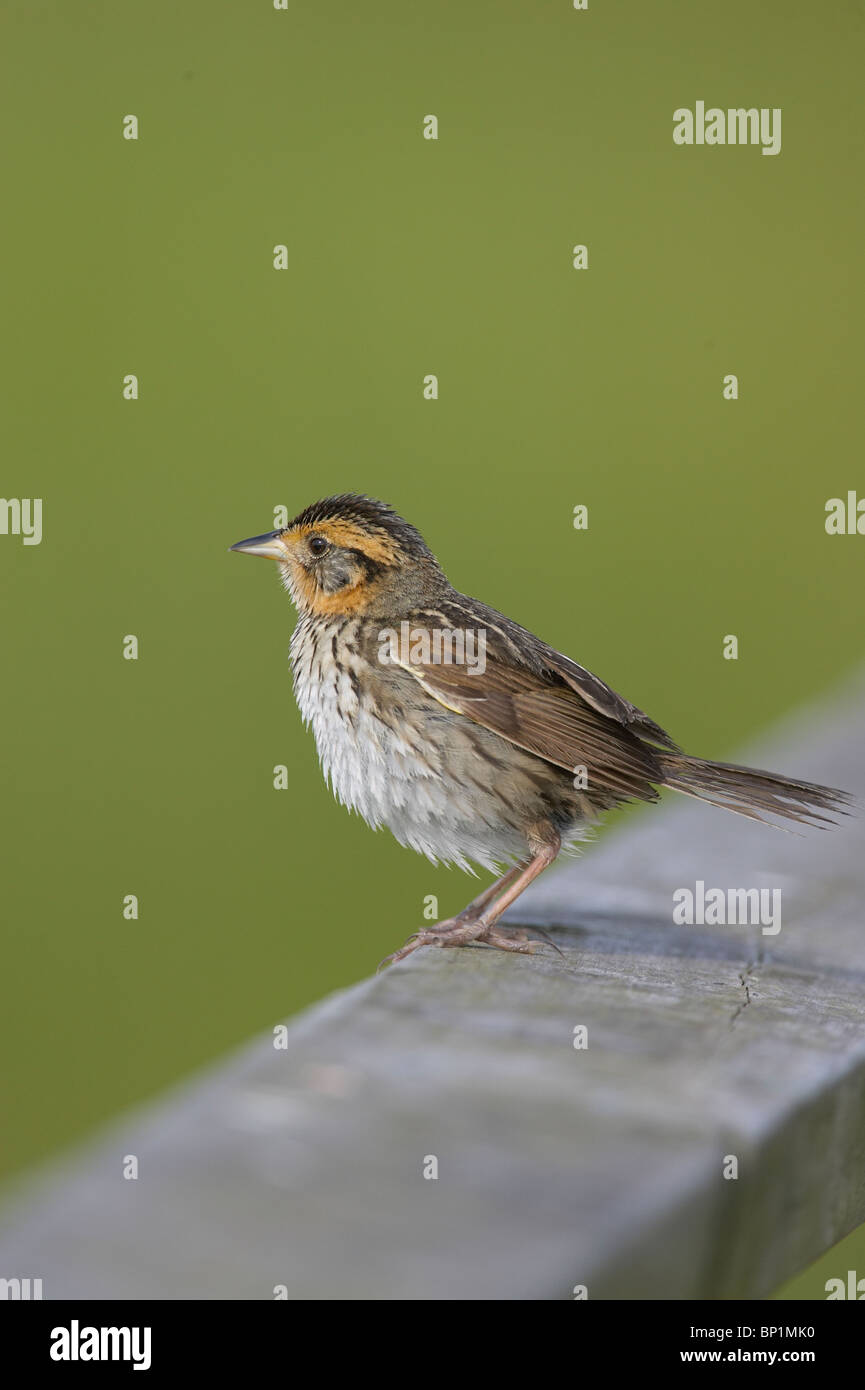 Sharp tailed sparrow hi-res stock photography and images - Alamy