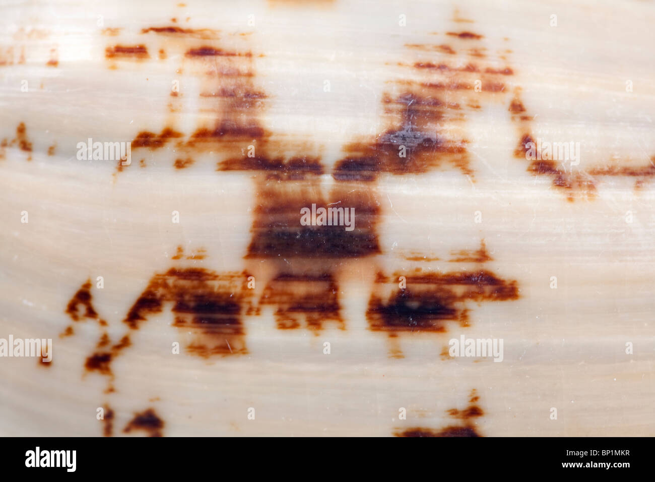 Sea shells isolated on white background Stock Photo - Alamy