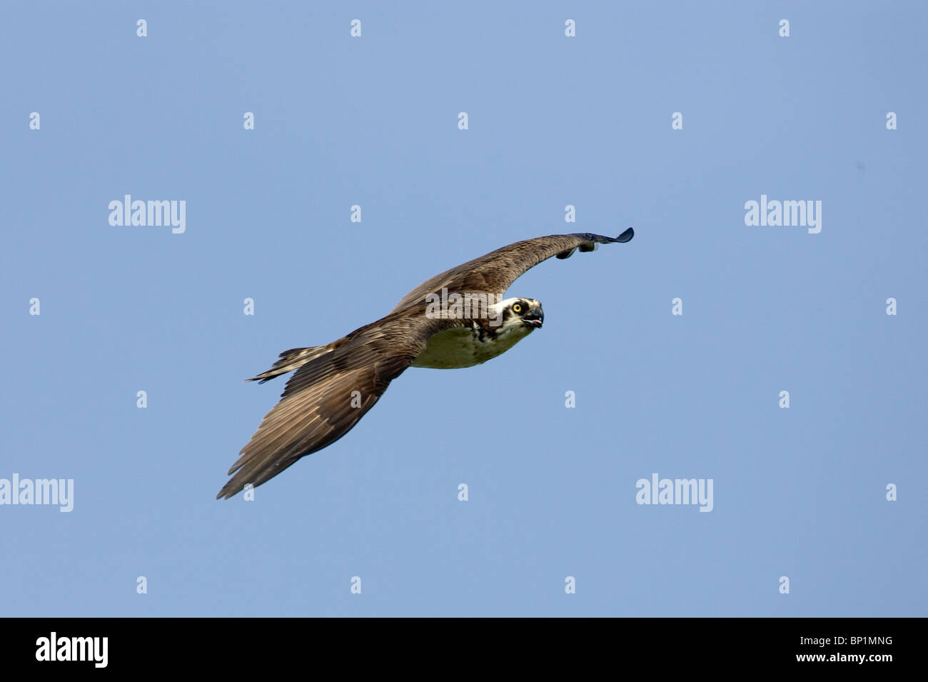 Adult Osprey in Flight Stock Photo - Alamy
