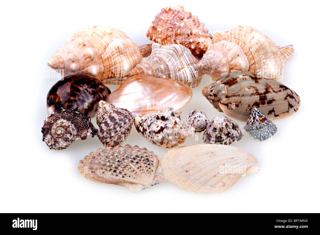 Seashells collection isolated on white Stock Photo - Alamy