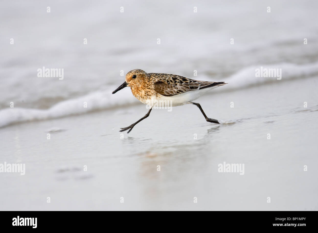 Sanderling at Dawn Running on the Beach Stock Photo - Alamy