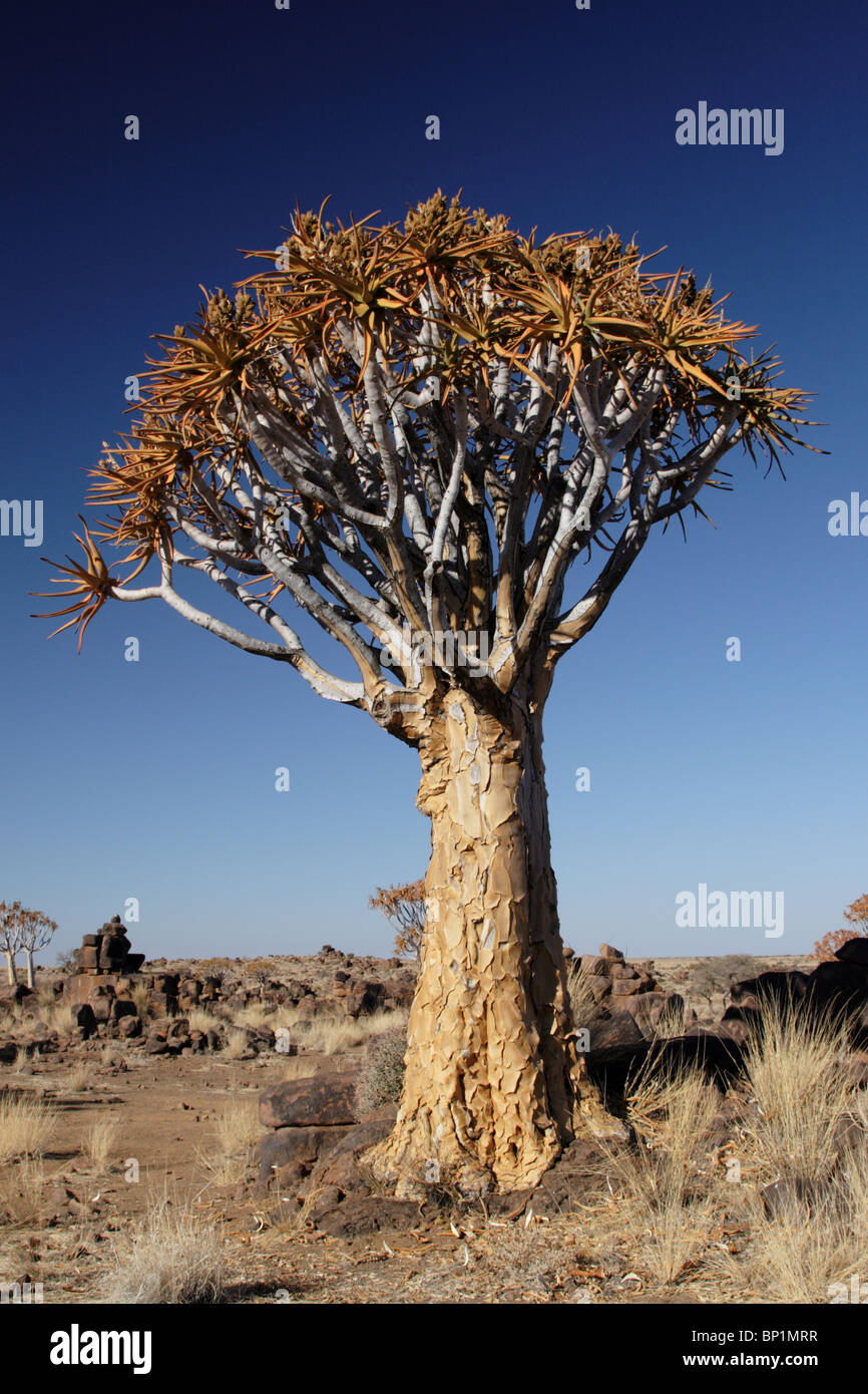 Quiver tree in the desert in Namibia Stock Photo - Alamy