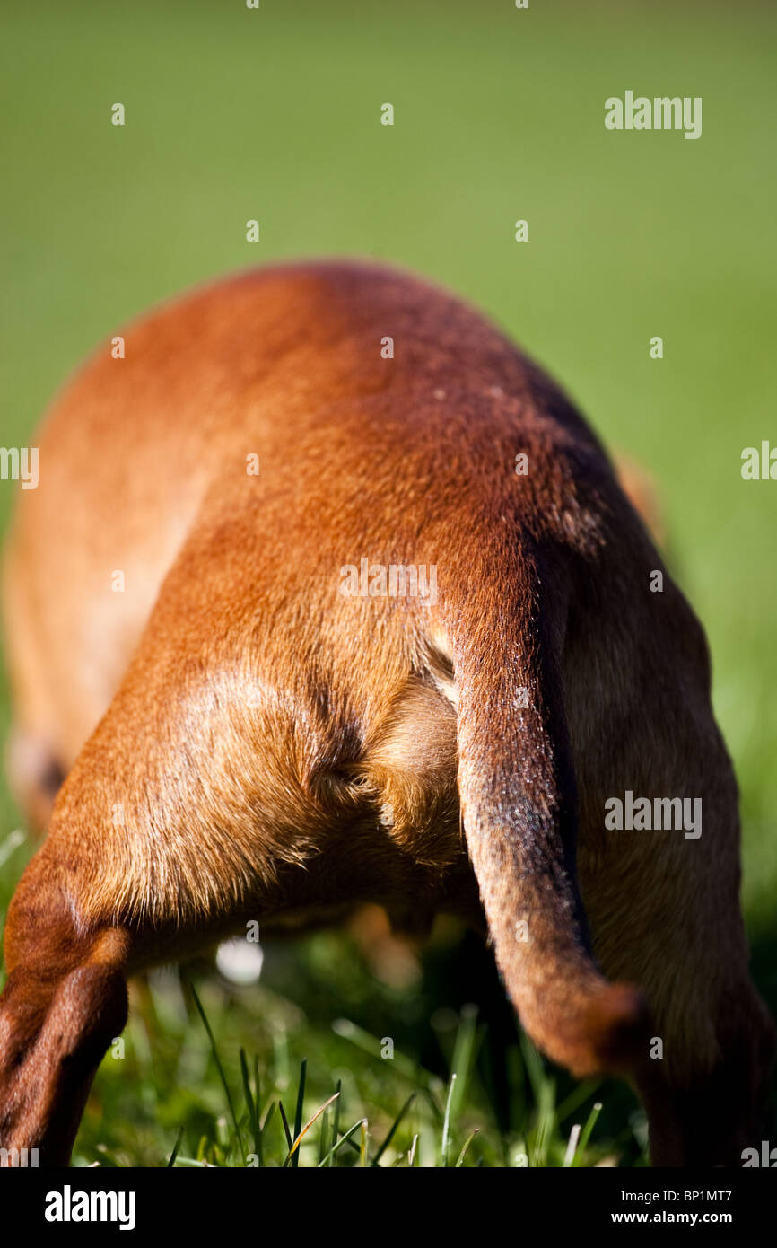 Dog rear leg hi-res stock photography and images - Alamy