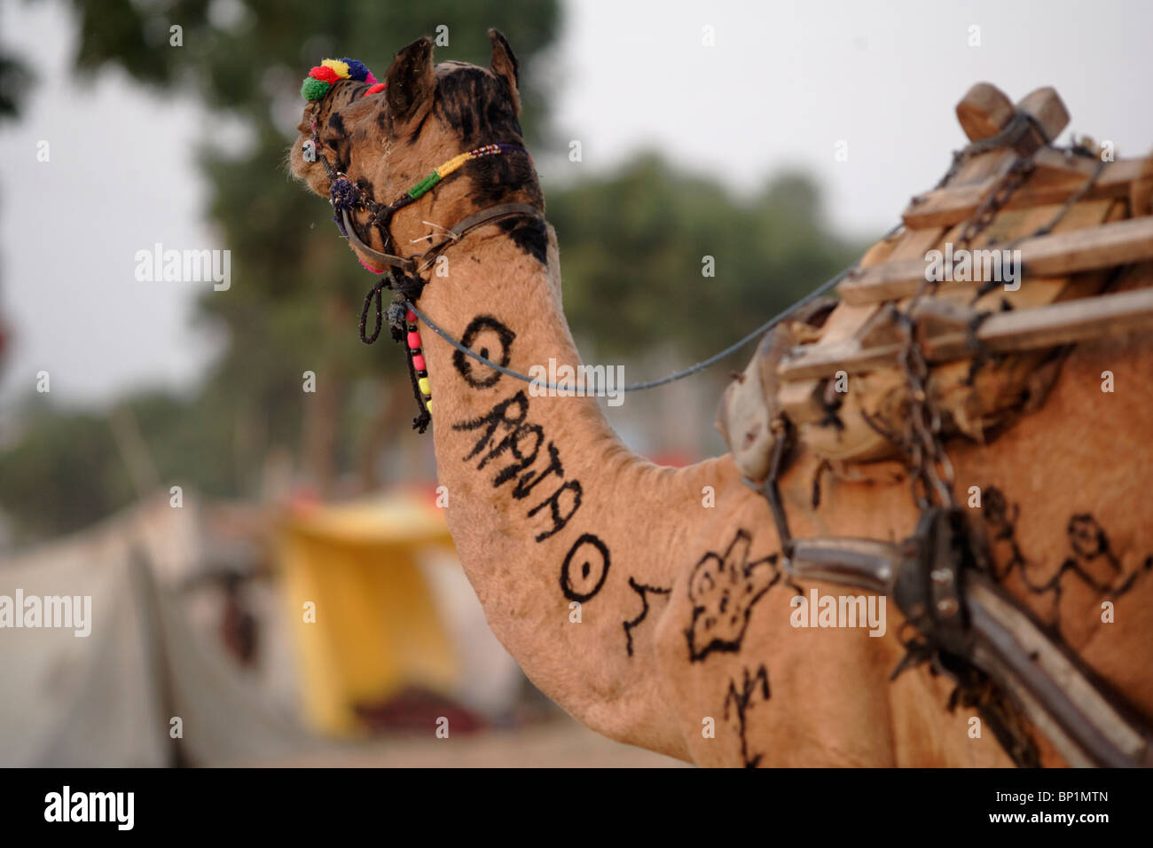 Camel cart race hi-res stock photography and images - Alamy