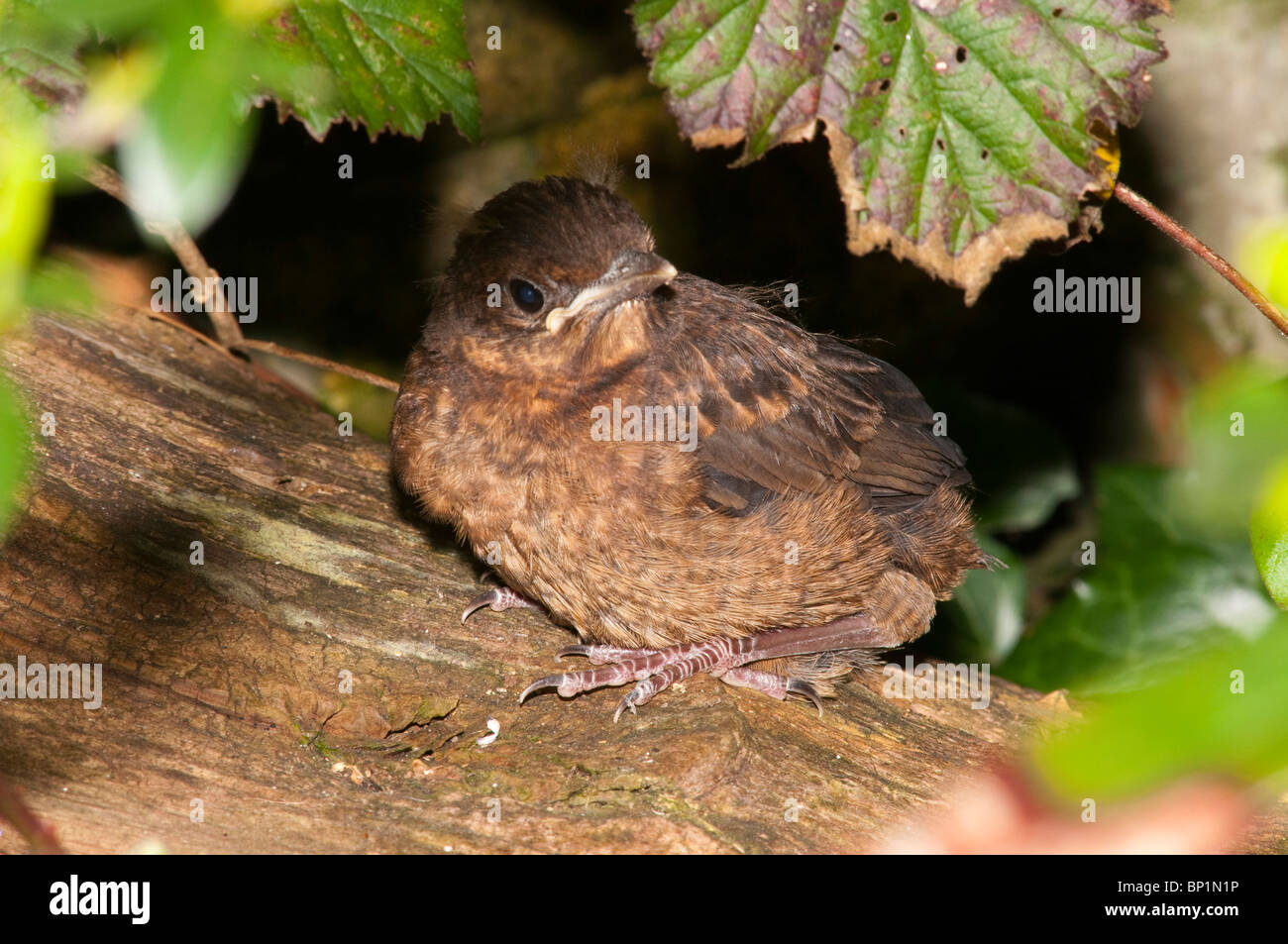 Fledgling bird hi-res stock photography and images - Alamy