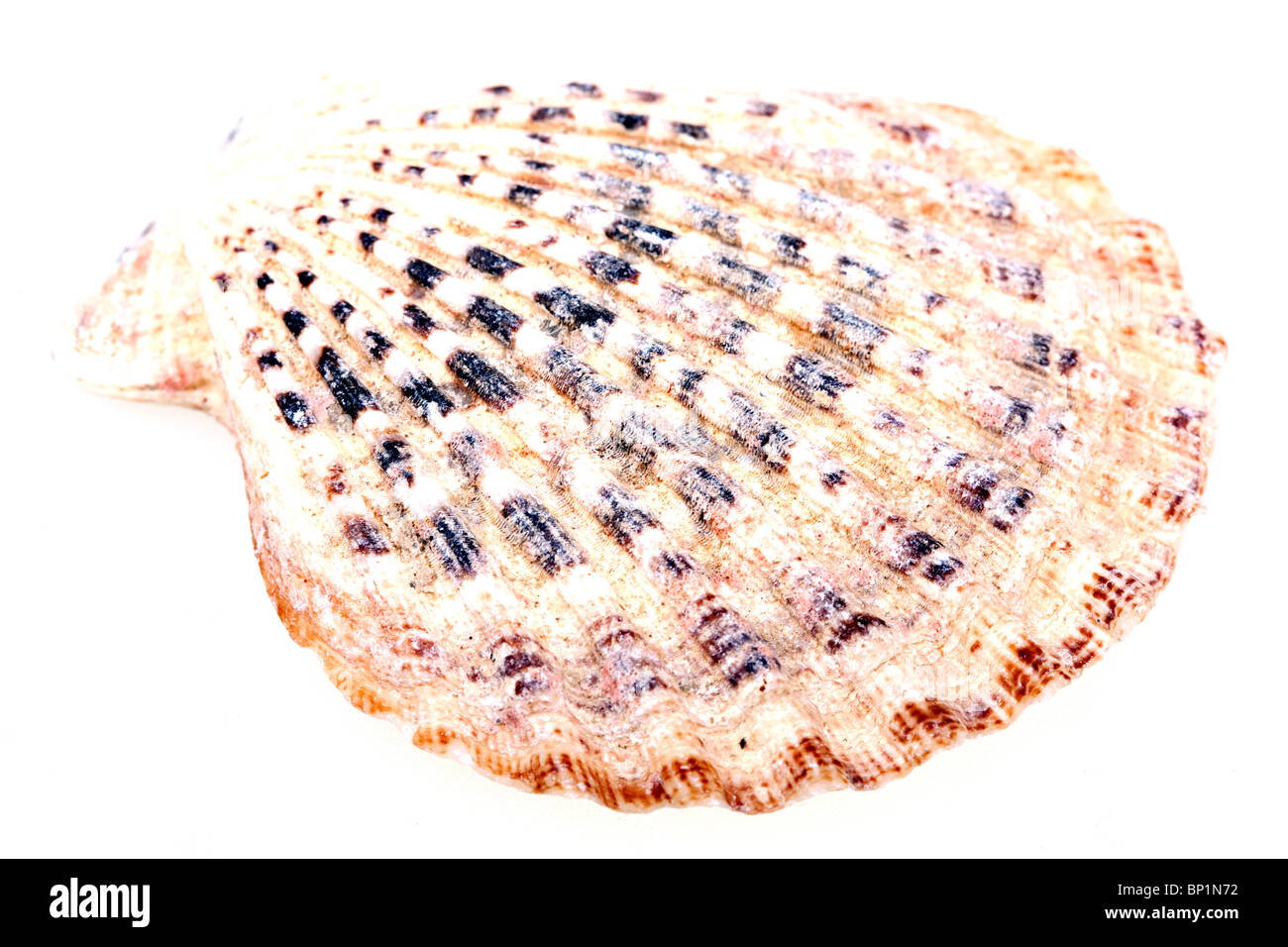 Single exotic seashell isolated Cut Out Stock Images & Pictures - Alamy