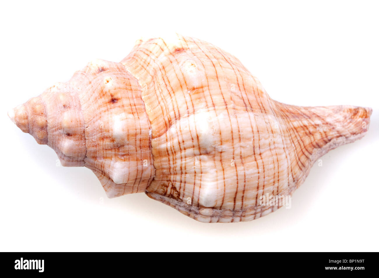 Sea shells isolated on white background Stock Photo - Alamy