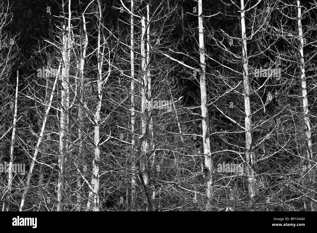 Dead Pine High Resolution Stock Photography and Images - Alamy