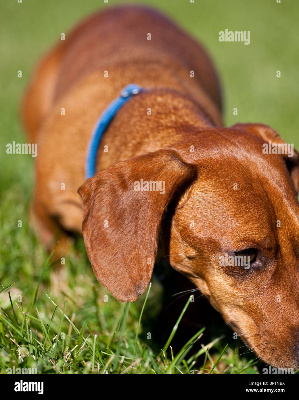 Red dog sniffing hi-res stock photography and images - Alamy