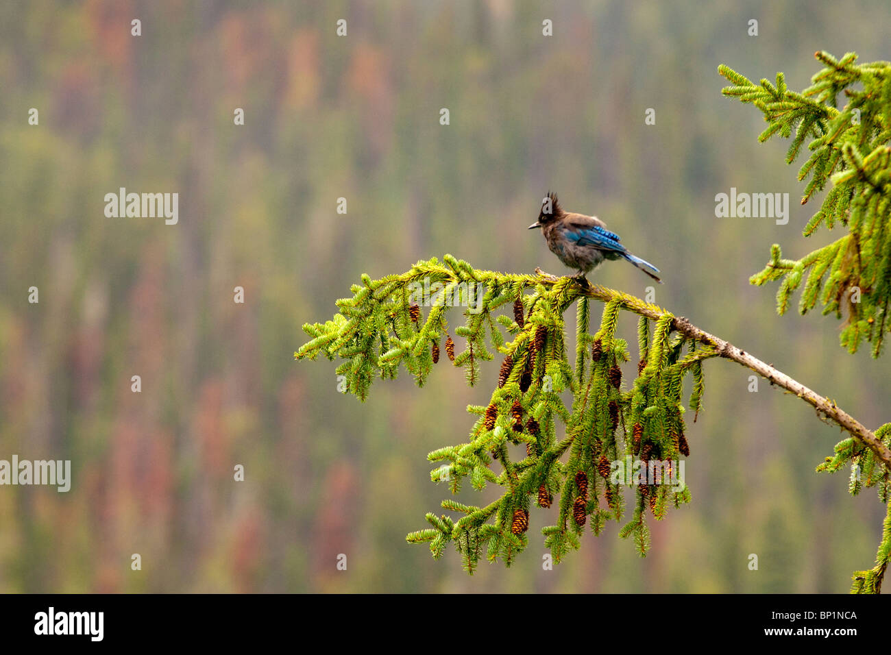 canadian blue jay on pine tree bough in canada Stock Photo - Alamy