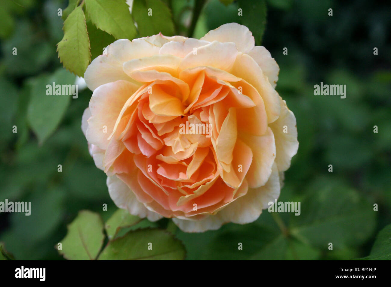 A peach colored rose in an English country garden Stock Photo - Alamy