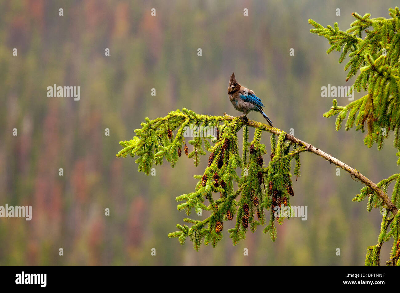 canadian blue jay on pine tree bough in canada Stock Photo - Alamy