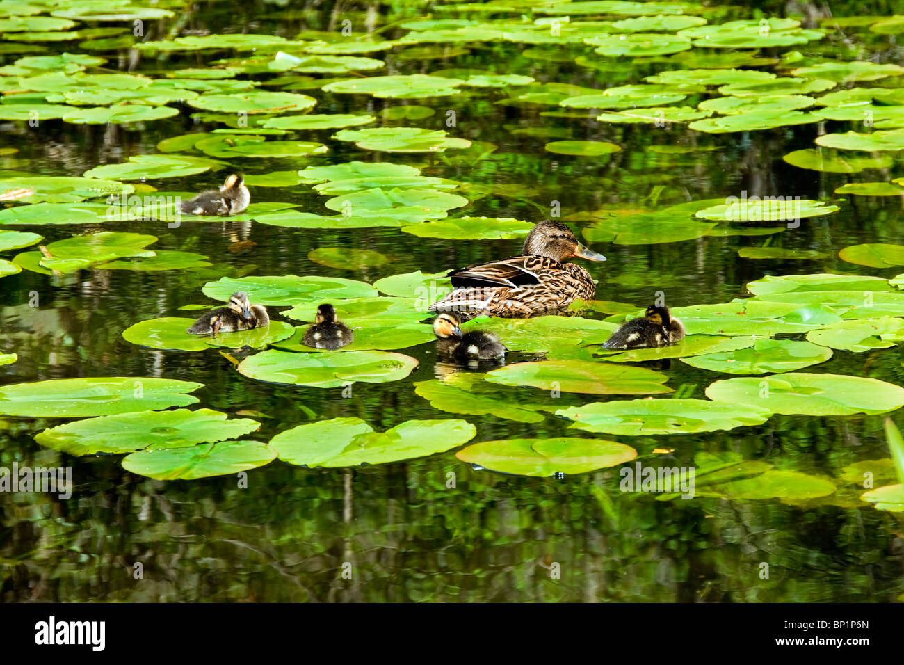 Mother duck with ducklings hi-res stock photography and images - Alamy