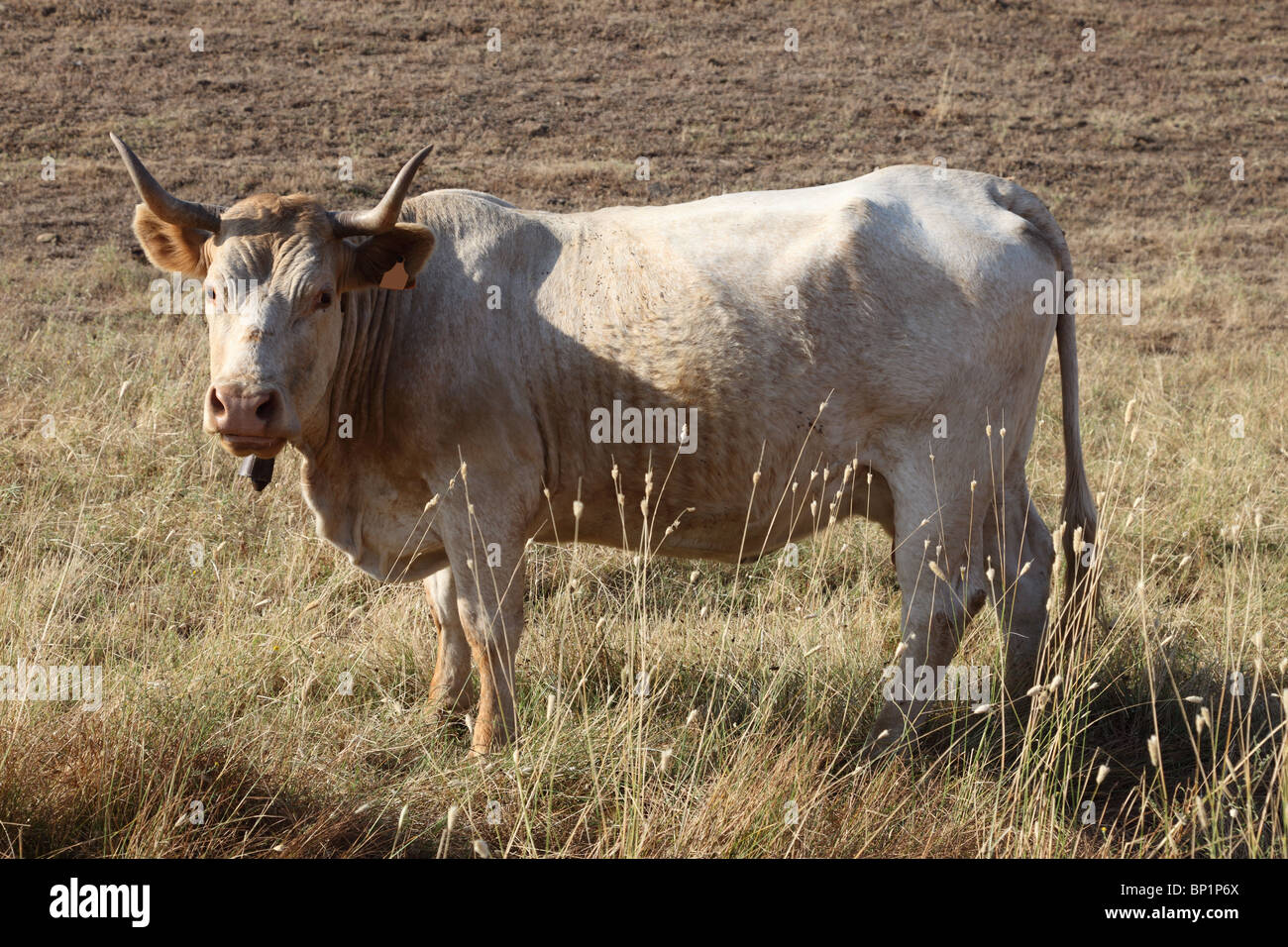 Cow portugal hi-res stock photography and images - Alamy