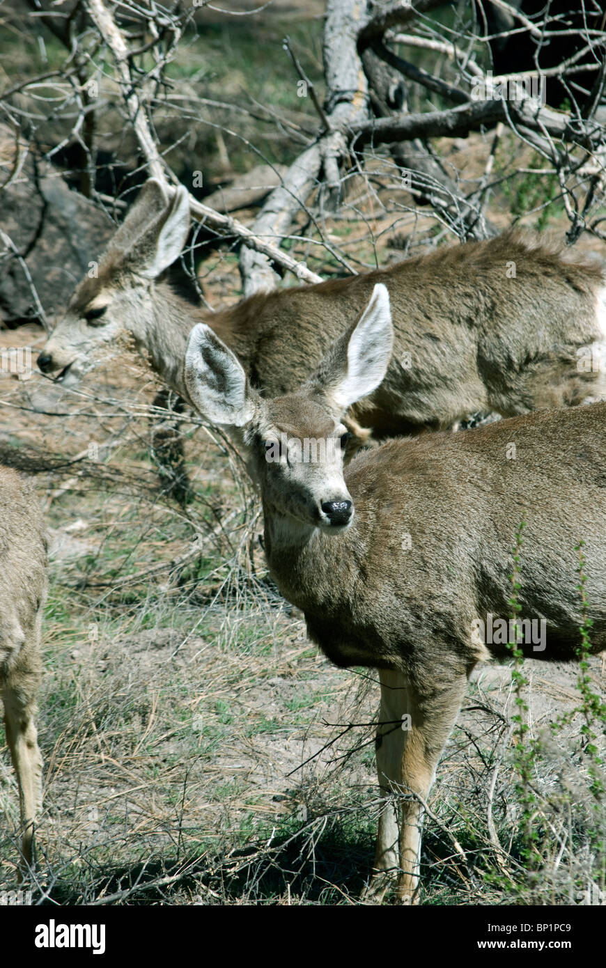 Odocoileus hemionus cervidae hi-res stock photography and images - Alamy