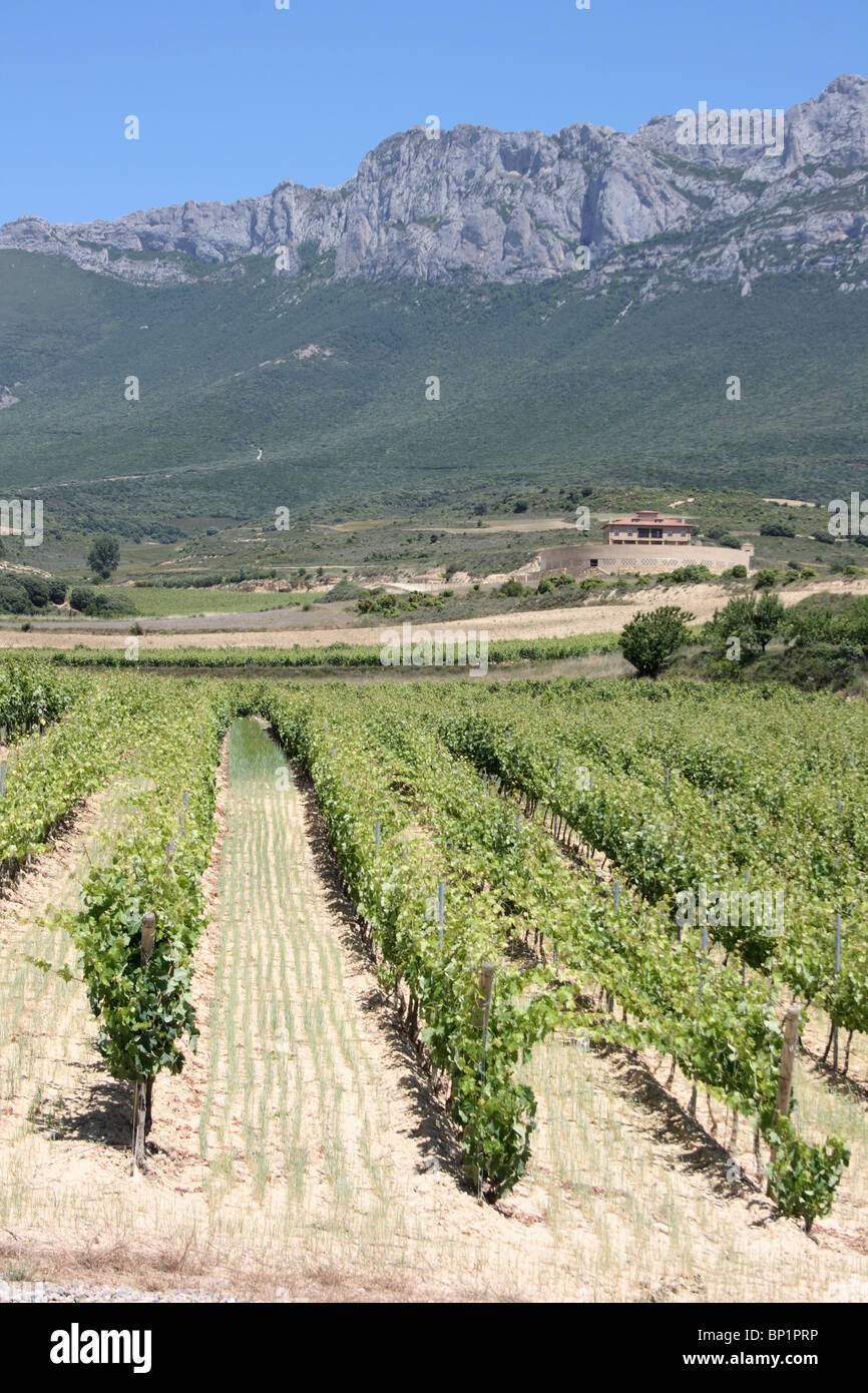 Vinyards outside Laguardia, and the Sierra de Cantabria mountains ...