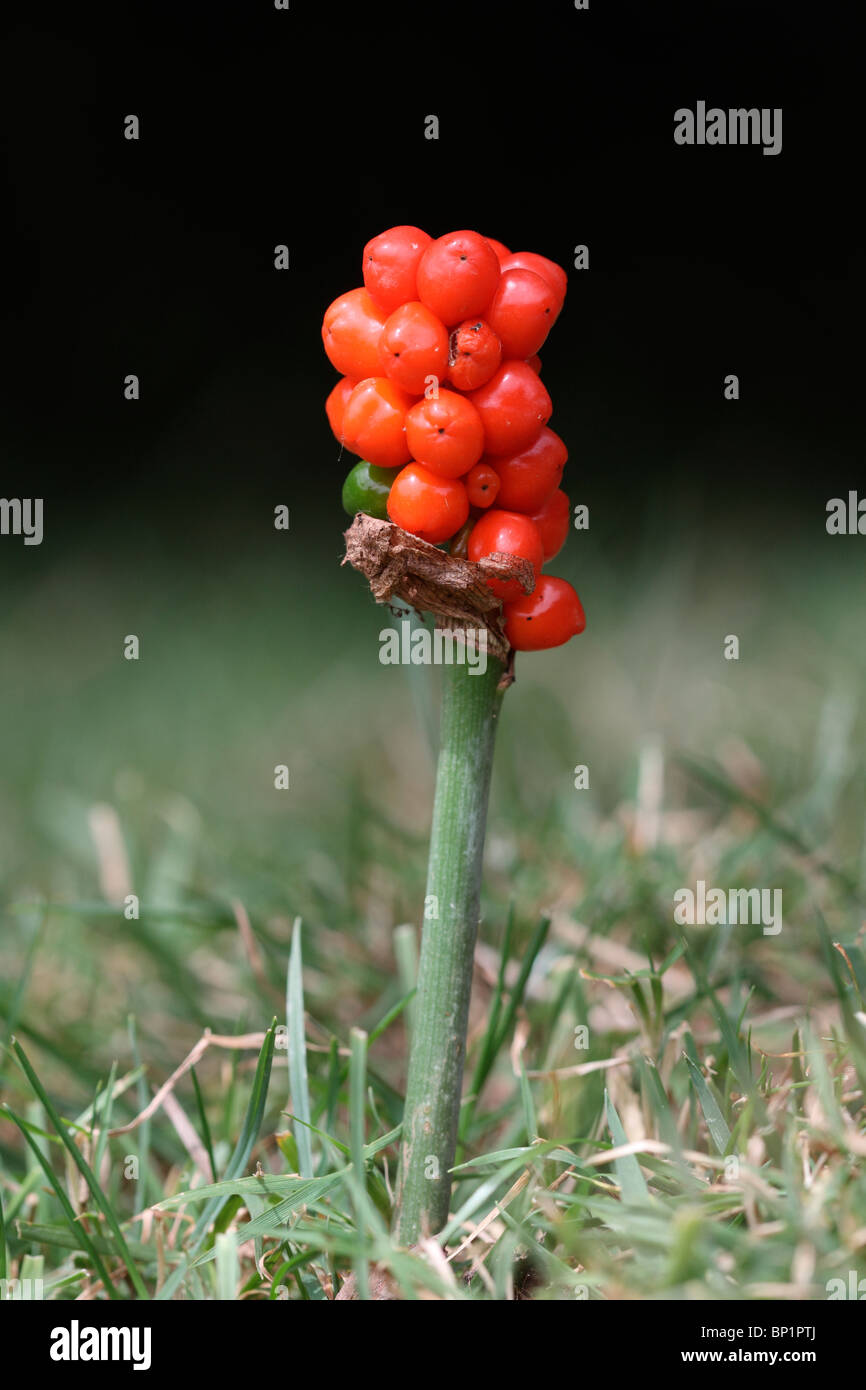 Cuckoo pint or Wild arum or Lords and Ladies plant, berries, Midlands ...