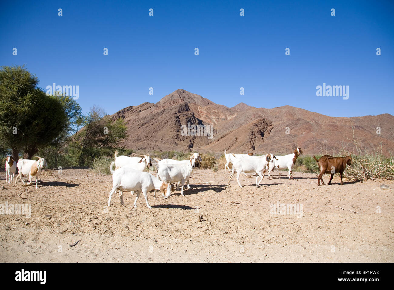 Sub saharan desert goat hi-res stock photography and images - Alamy