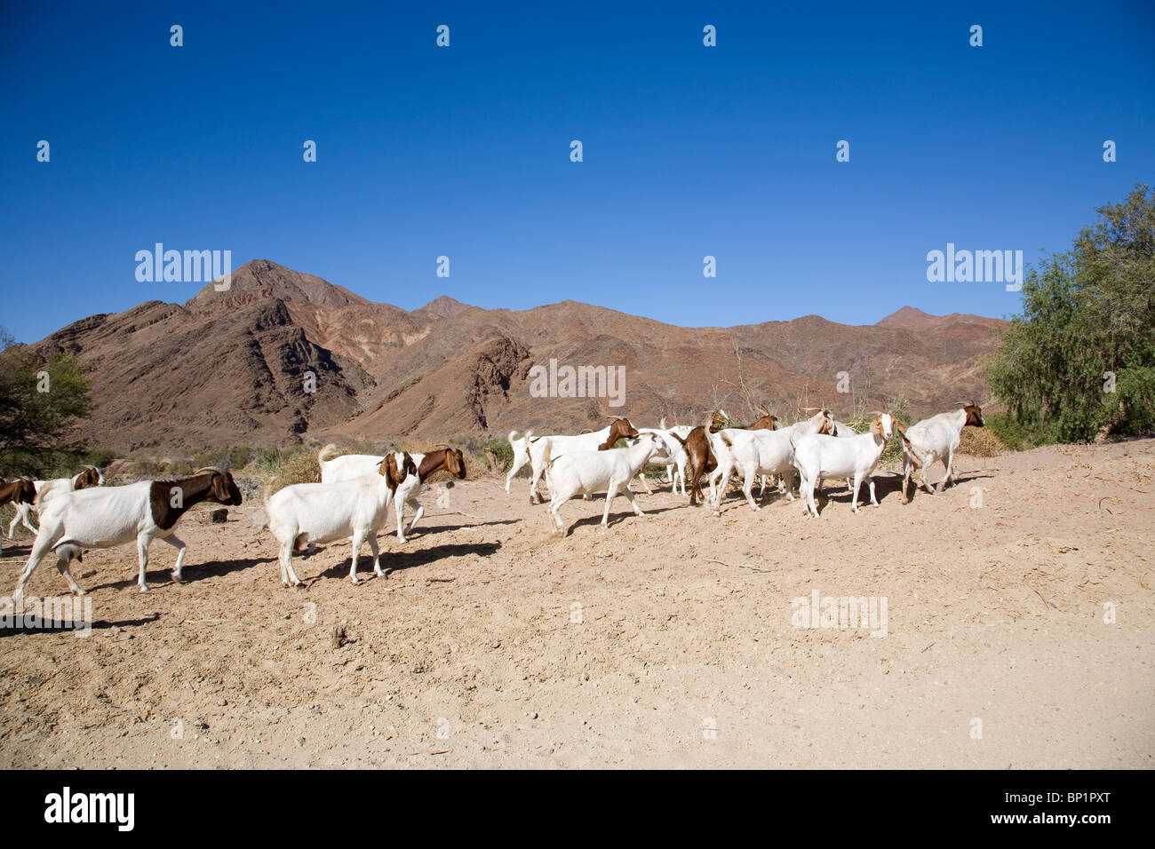 Goats walking along Orange River Riverbed - Namibia Stock Photo - Alamy