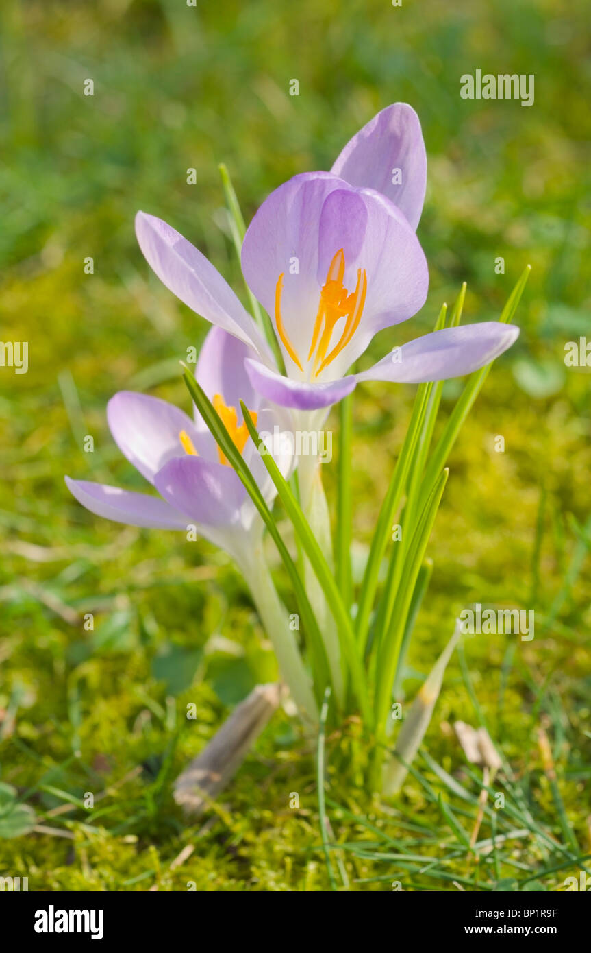 Portland, Oregon, United States Of America; Crocus In Bloom Stock Photo ...