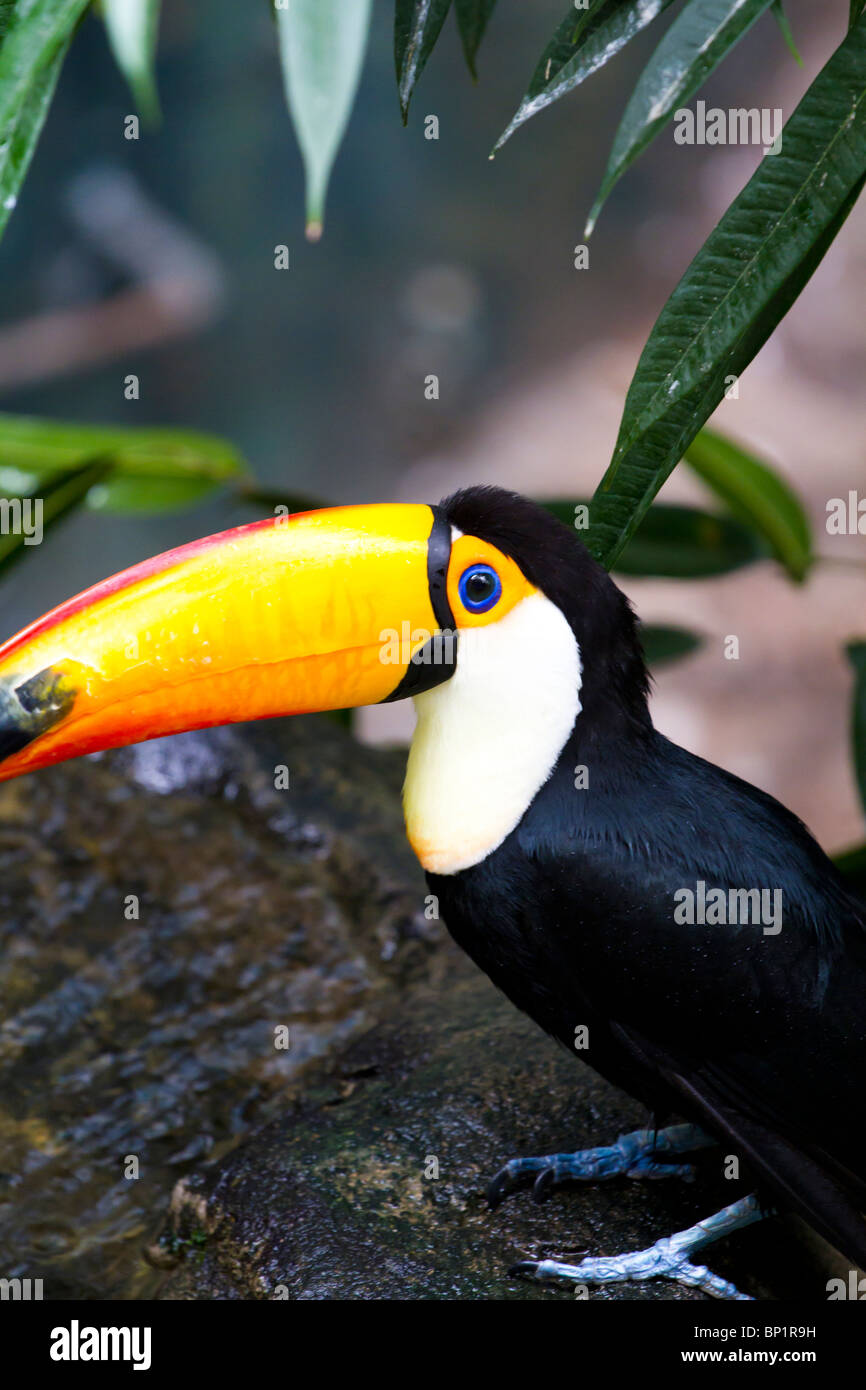 Beautiful tucan sitting on a branch Stock Photo - Alamy