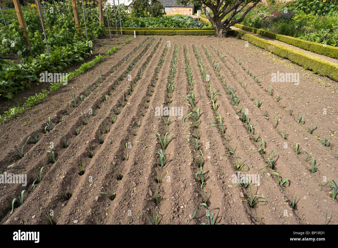 Kitchen garden or vegetable plot - furrows and holes planted with young ...