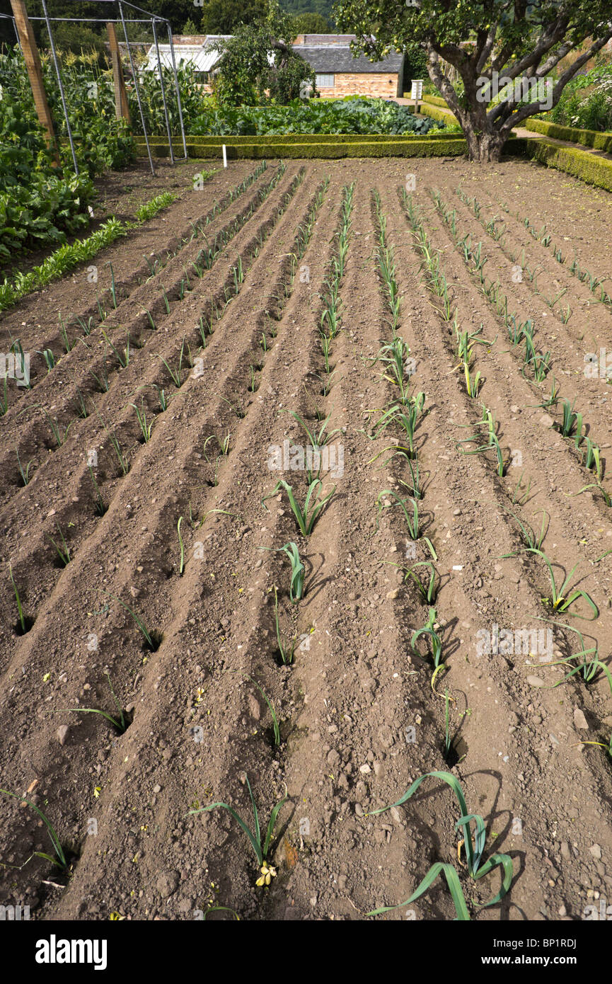 Formal vegetable plot hi-res stock photography and images - Alamy