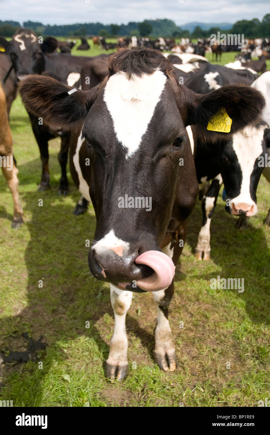 Black and white cows hi-res stock photography and images - Alamy