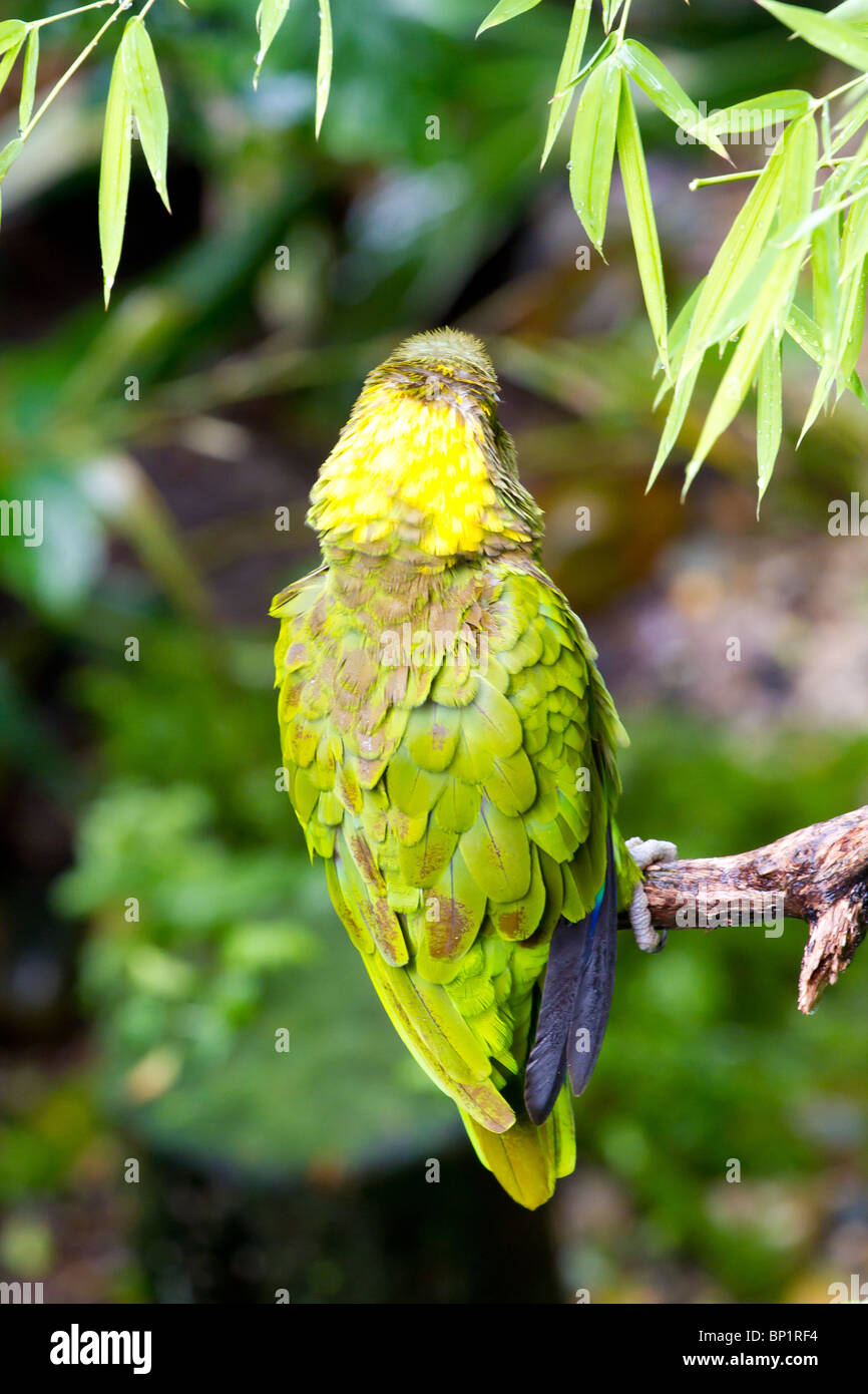 Green parrot sitting on a branch in jungle Stock Photo - Alamy
